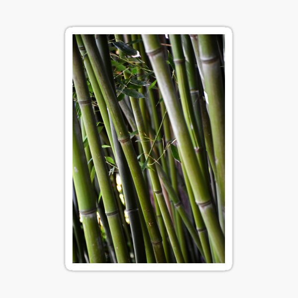 "Bamboo | nature photography" Sticker for Sale by Mii-pics | Redbubble