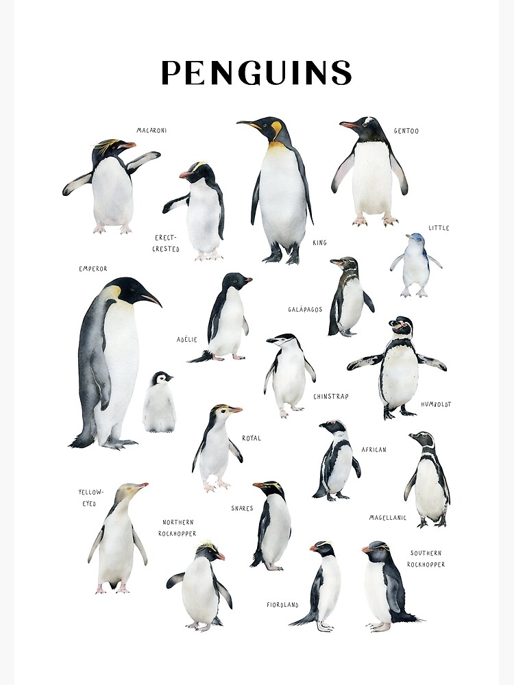 "Penguin species poster watercolor" Poster for Sale by DianaAskarova ...