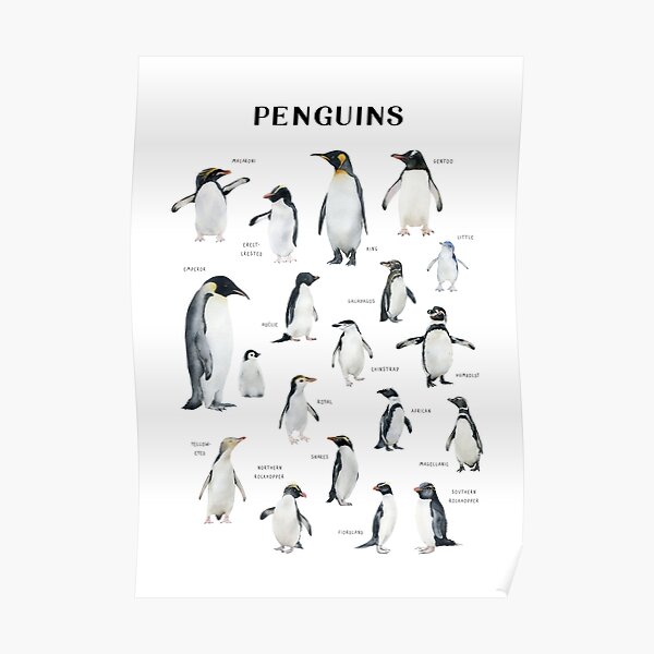 "Penguin species poster watercolor" Poster for Sale by DianaAskarova ...