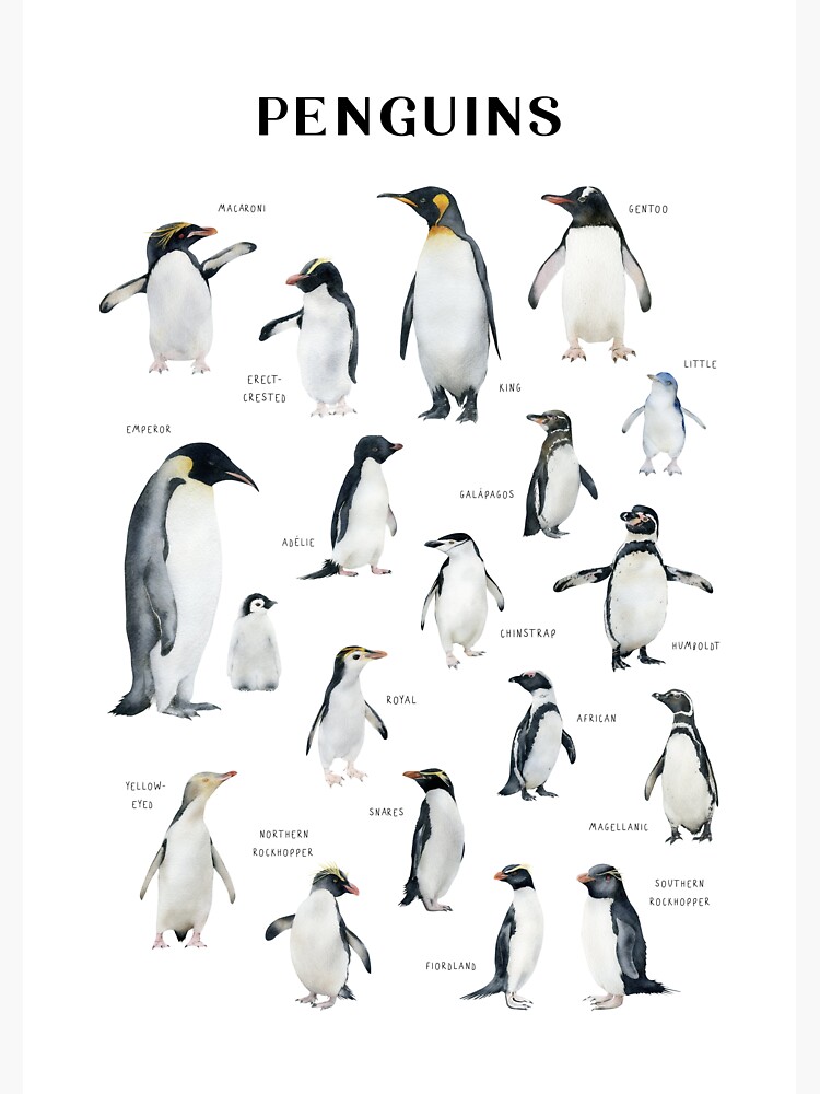 "Penguin species poster watercolor" Sticker for Sale by DianaAskarova ...