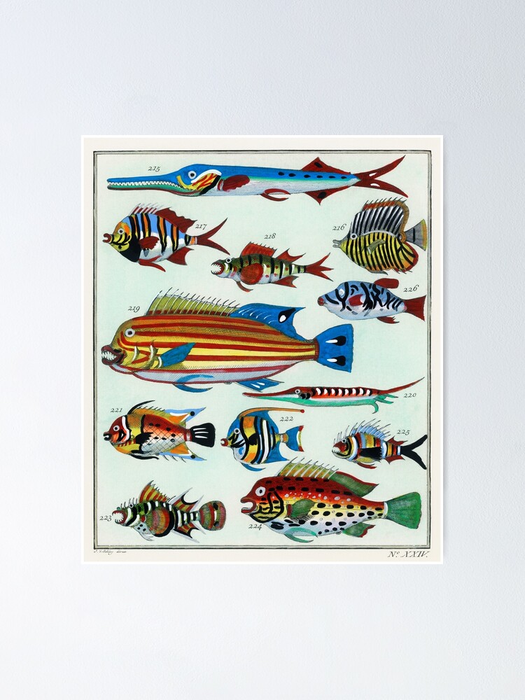 "Vintage Exotic Colourful Fish Poster " Poster for Sale by ...