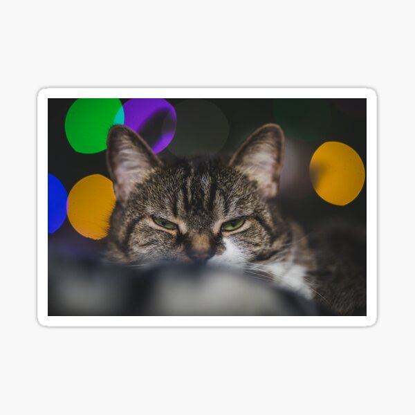 "Grumpy Cat Infront Of Christmas Tree With Lights Cutest Cat Pics ...