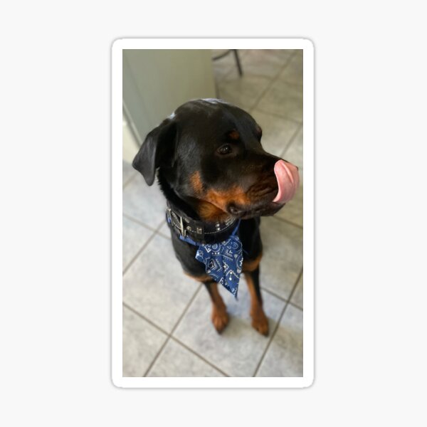 "Rotti" Sticker for Sale by IxxIDooIxxI | Redbubble