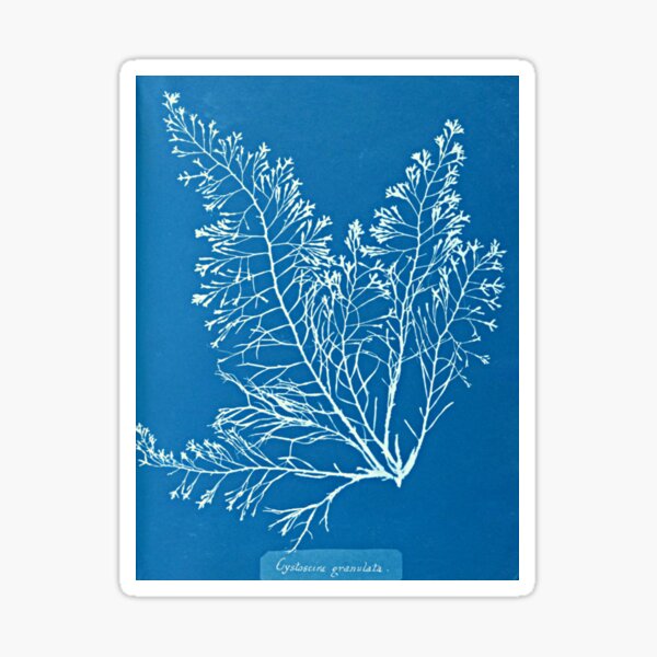 "Vintage Algae Cyanotype (Cystoseira granulata)" Sticker for Sale by ...