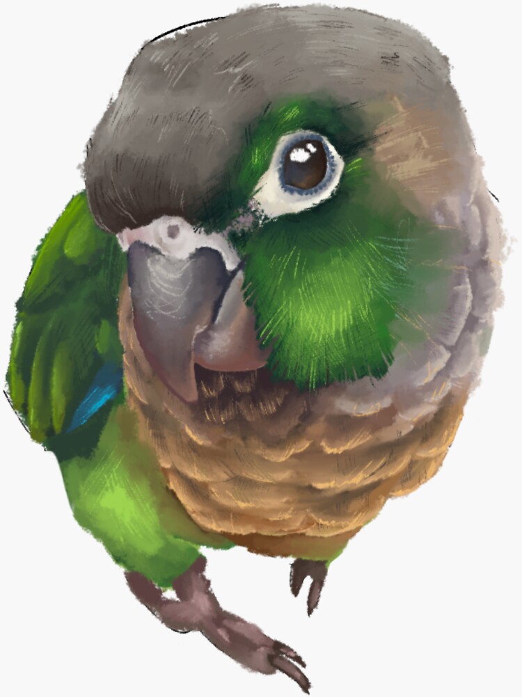 "Green Cheek Conure Parrot" Sticker for Sale by OnionRoleplay | Redbubble