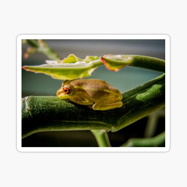 "Red-eyed Frog" Sticker by ZinaStromberg | Redbubble