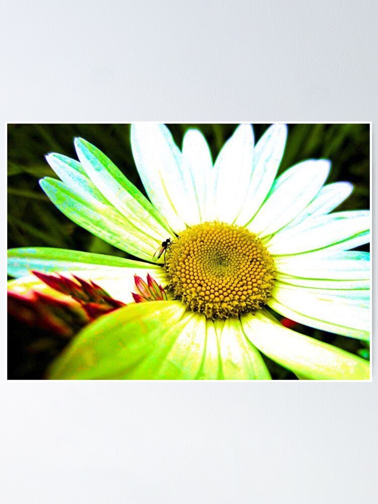 "Bug & Daisy" Poster for Sale by Stellaura | Redbubble