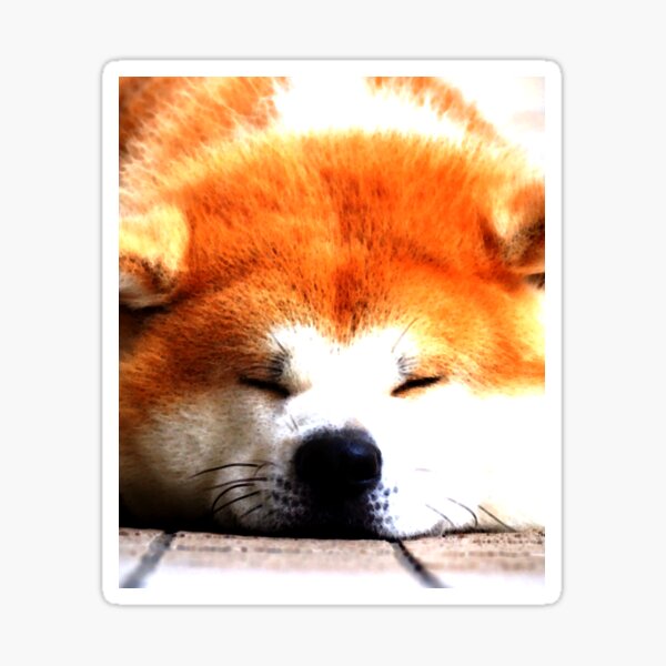 "Fat Akita Dog Sleeping" Sticker for Sale by Vangals | Redbubble