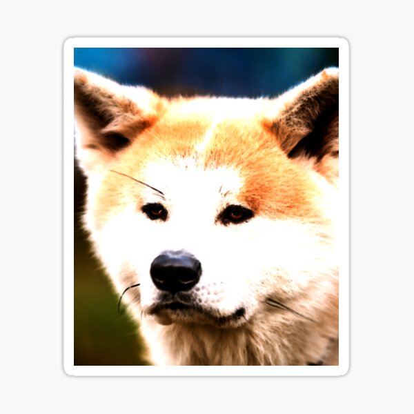 "Serious Face of Akita Dog " Sticker for Sale by Vangals | Redbubble