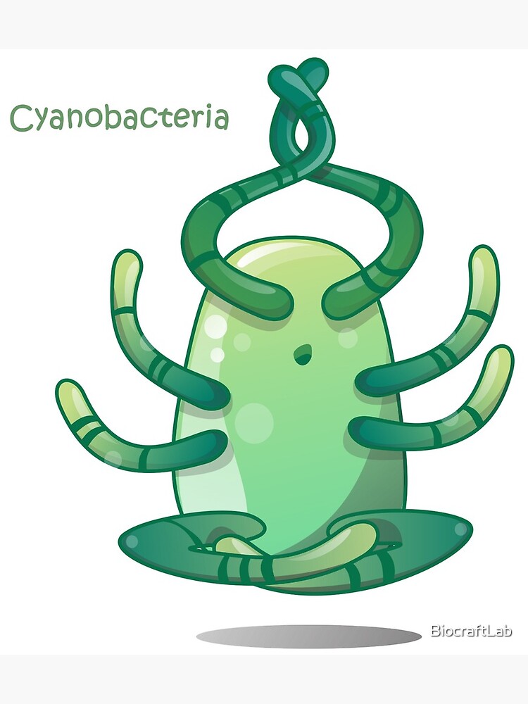 "cyanobacteria" Art Print by BiocraftLab | Redbubble