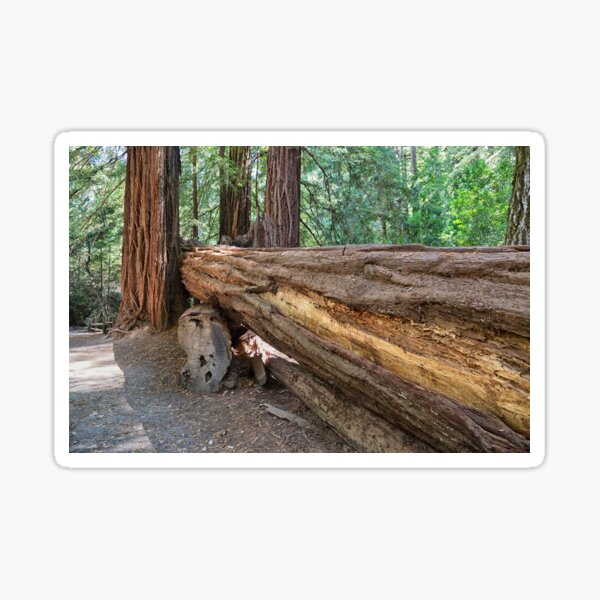 "Trunk of a Redwood Tree" Sticker for Sale by YairKarelic | Redbubble