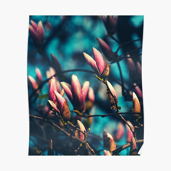 "Magnolia" Poster for Sale by Imageity | Redbubble