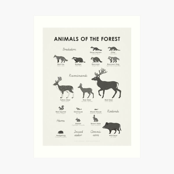 "Common Forest Animals Identification Chart" Art Print for Sale by ...