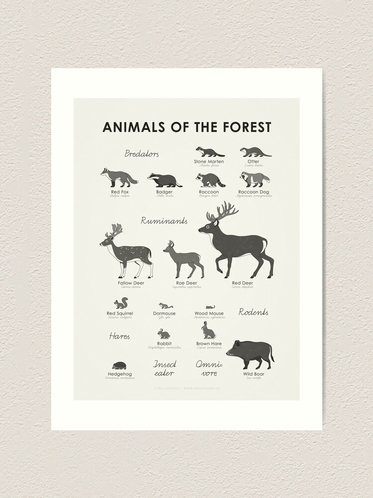 "Common Forest Animals Identification Chart" Art Print for Sale by ...