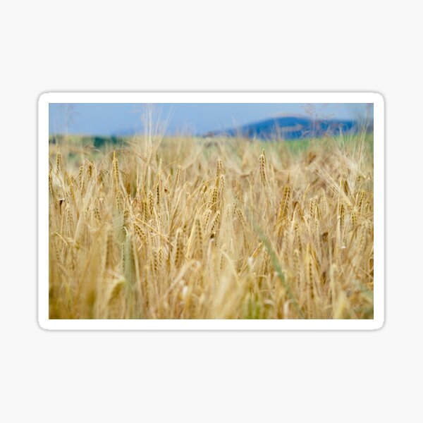 "Golden wheat spikes" Sticker for Sale by Andulka | Redbubble