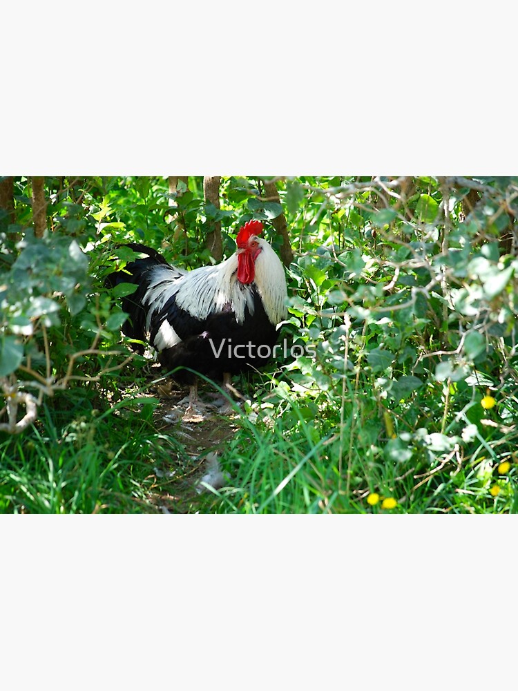 "A Bush Rooster" Poster by VictorIos | Redbubble