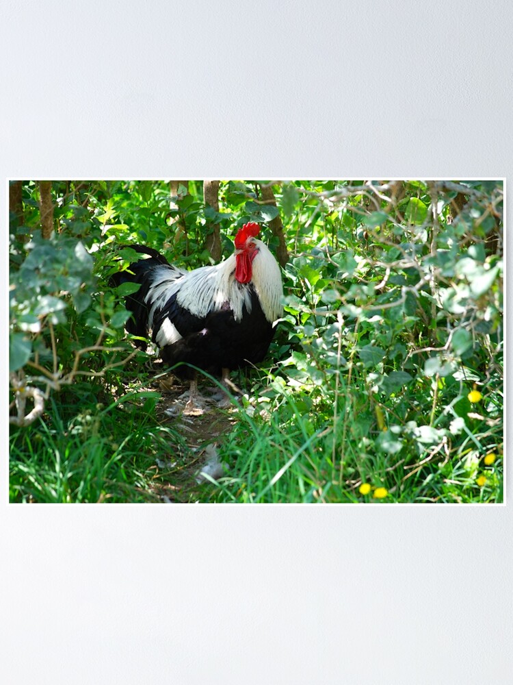 "A Bush Rooster" Poster by VictorIos | Redbubble