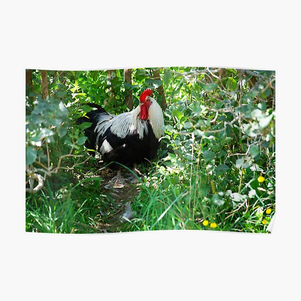 "A Bush Rooster" Poster by VictorIos | Redbubble