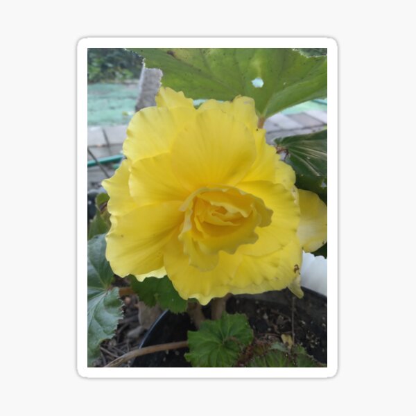 "Gorgeous yellow flower " Sticker for Sale by Zarabeaver | Redbubble