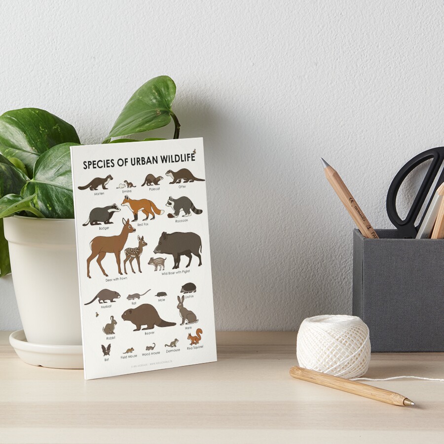 "Urban Wildlife or City Animals Identification ID Chart (English)" Art ...