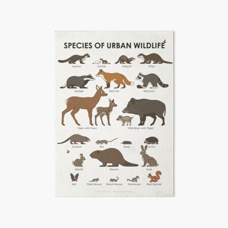 "Urban Wildlife or City Animals Identification ID Chart (English)" Art ...