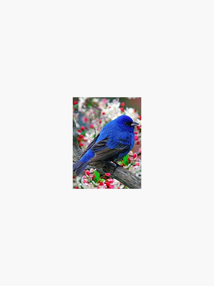 "Bluebird" Sticker for Sale by JenniferandJack | Redbubble