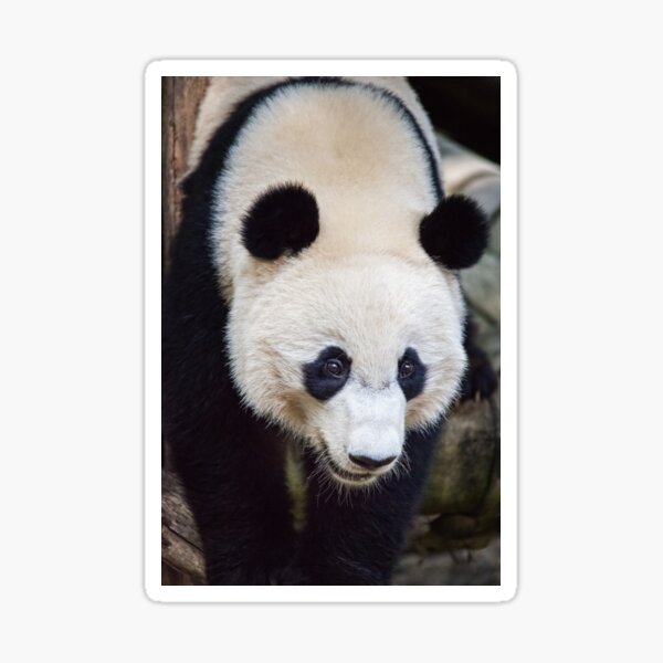 "Giant Panda Bear" Sticker for Sale by PixLifePhoto | Redbubble