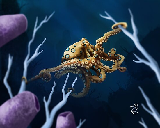 "Blue Ringed Octopus" Poster by TRIllustrates | Redbubble