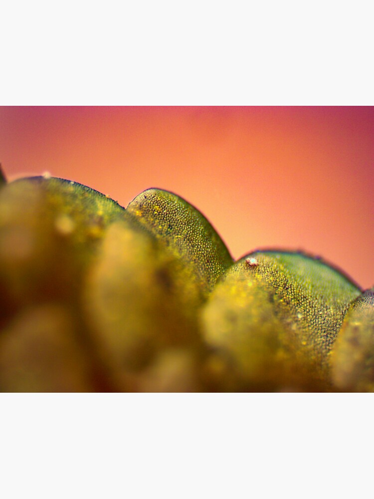 "Moss 3" Sticker for Sale by Microscope-Art | Redbubble