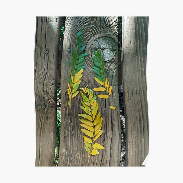 "Autumn Locust Tree Leaves" Poster for Sale by arfff | Redbubble