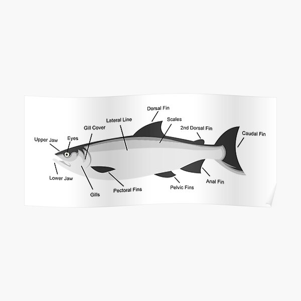 "Fish Anatomy Chart" Poster for Sale by FunckyDesigns | Redbubble