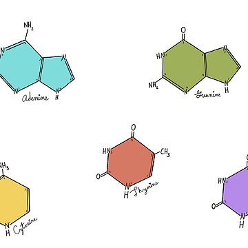 "Nucleotides" Sticker for Sale by MegsBubble | Redbubble