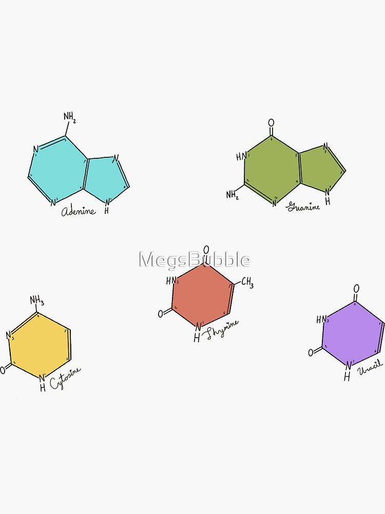"Nucleotides" Sticker for Sale by MegsBubble | Redbubble