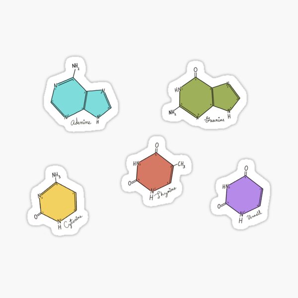 "Nucleotides" Sticker for Sale by MegsBubble | Redbubble