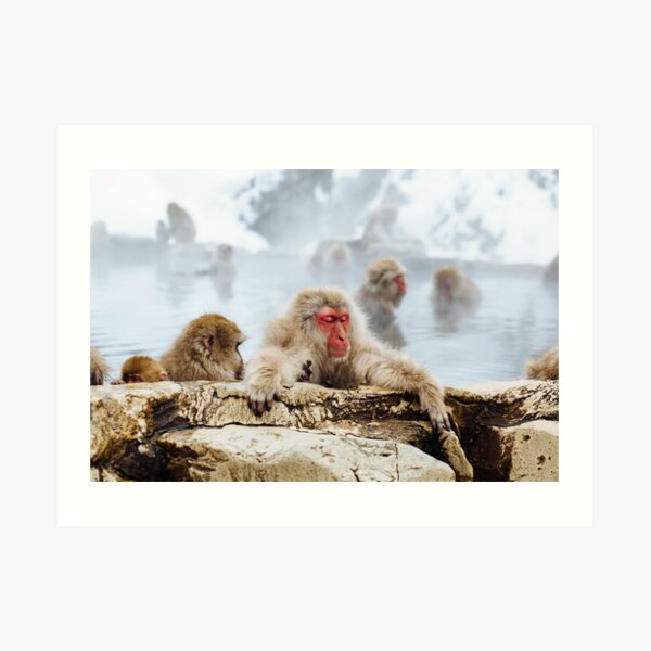 "Japanese macaques" Art Print for Sale by jsebouvi | Redbubble
