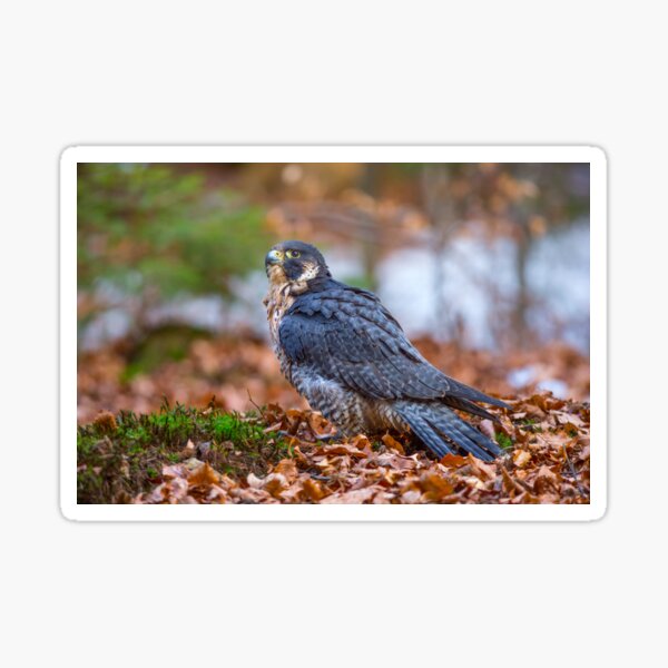 "Peregrine Falcon" Sticker for Sale by Femaleform | Redbubble