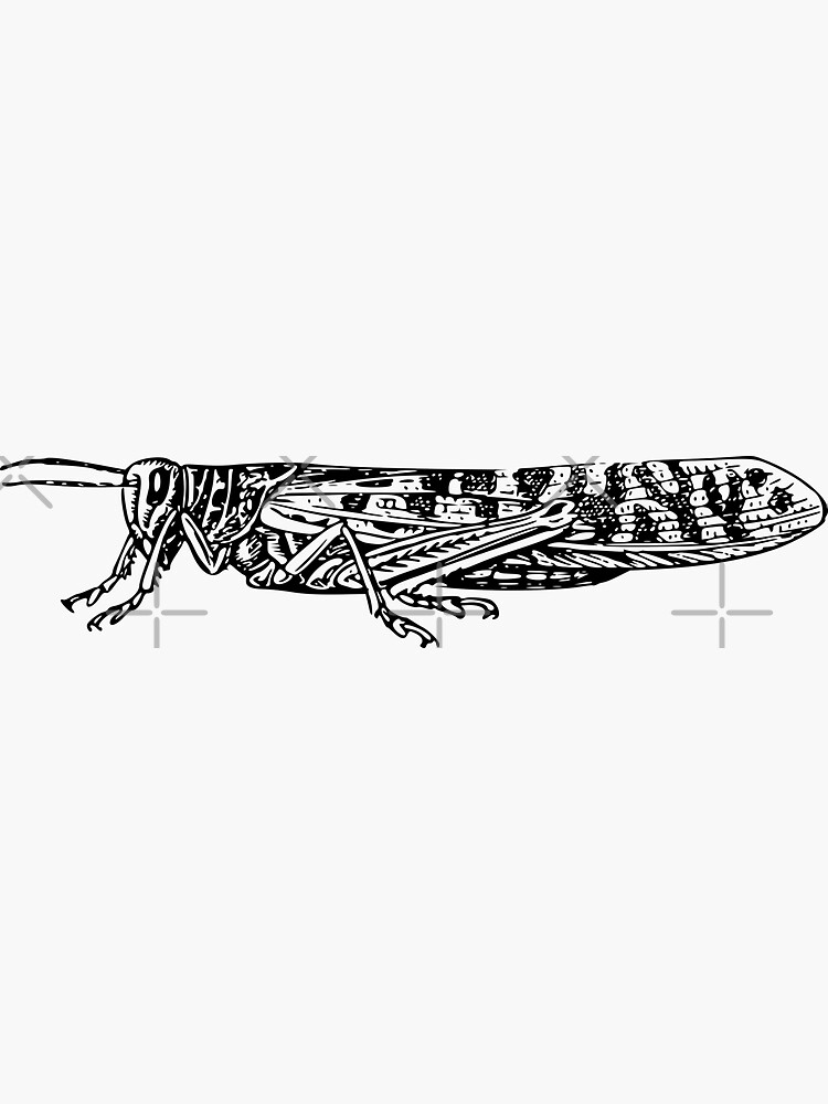 "Grass Hopper" Sticker for Sale by wikieupzep | Redbubble
