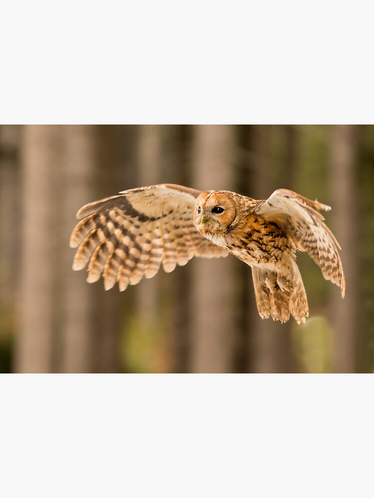 "Tawny Owl in Flight" Sticker for Sale by Femaleform | Redbubble