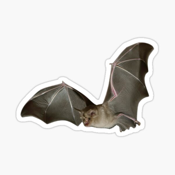 "spooky scary vampire bat" Sticker for Sale by acelwt | Redbubble