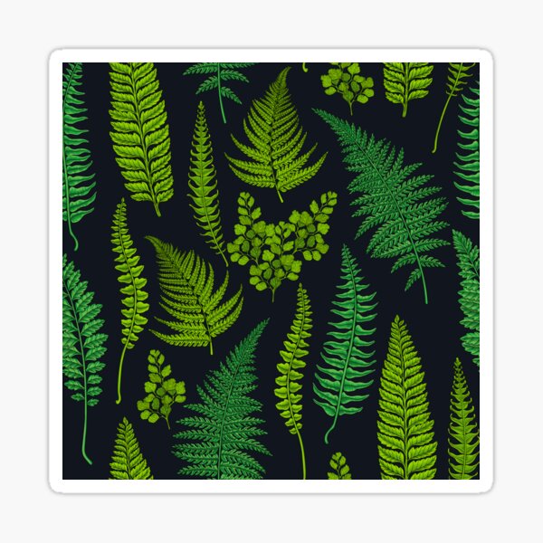 "Ferns" Sticker for Sale by katerinamk | Redbubble