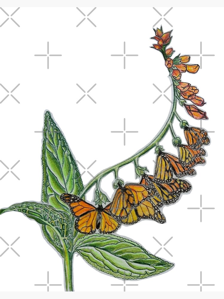 "Flutterby Bush" Art Board Print for Sale by DrawBotanical | Redbubble