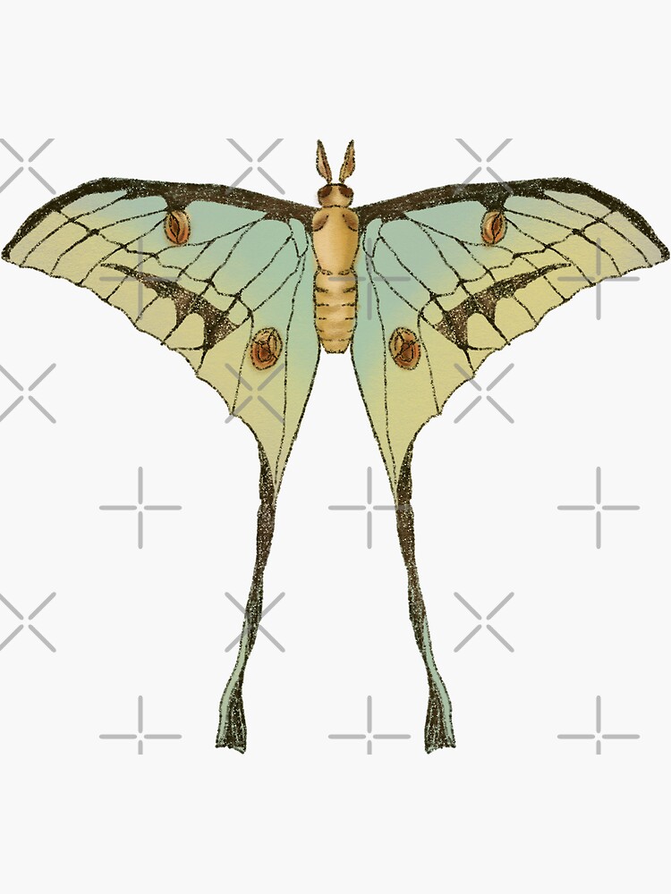 "Moth sticker " Sticker for Sale by DanaanArt111 | Redbubble