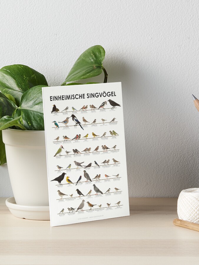 "Native Songbirds, Garden Birds, Birds Infographic / Display Board ...
