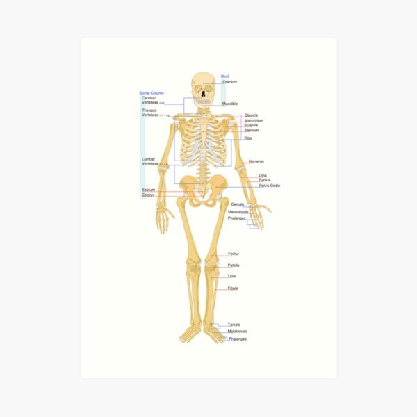 "Human Skeleton Anatomy Chart" Art Print for Sale by FunckyDesigns ...