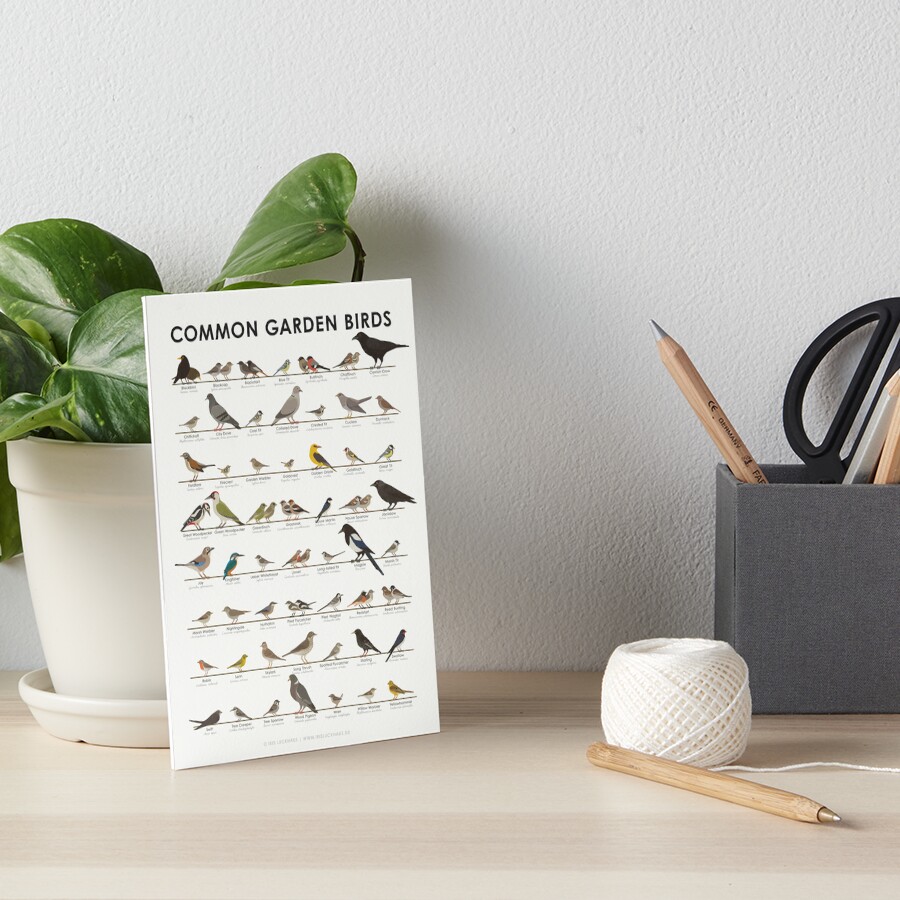 "European Songbird or Garden Bird Identification ID Chart" Poster by ...