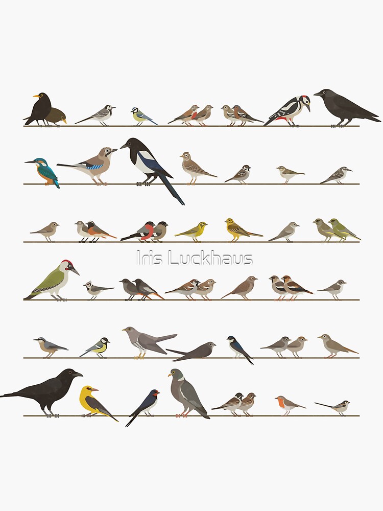 "European Songbird or Garden Bird Identification ID Chart" Sticker for ...