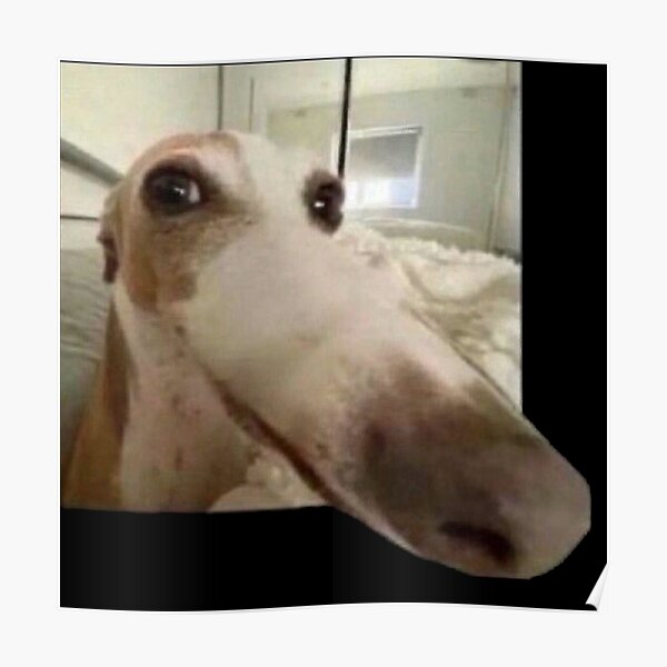 "Snoot.png" Poster for Sale by CursedObjWorld | Redbubble