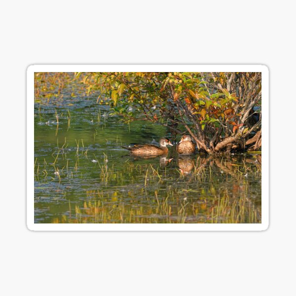 "Wood Ducks " Sticker for Sale by rmyerphoto | Redbubble
