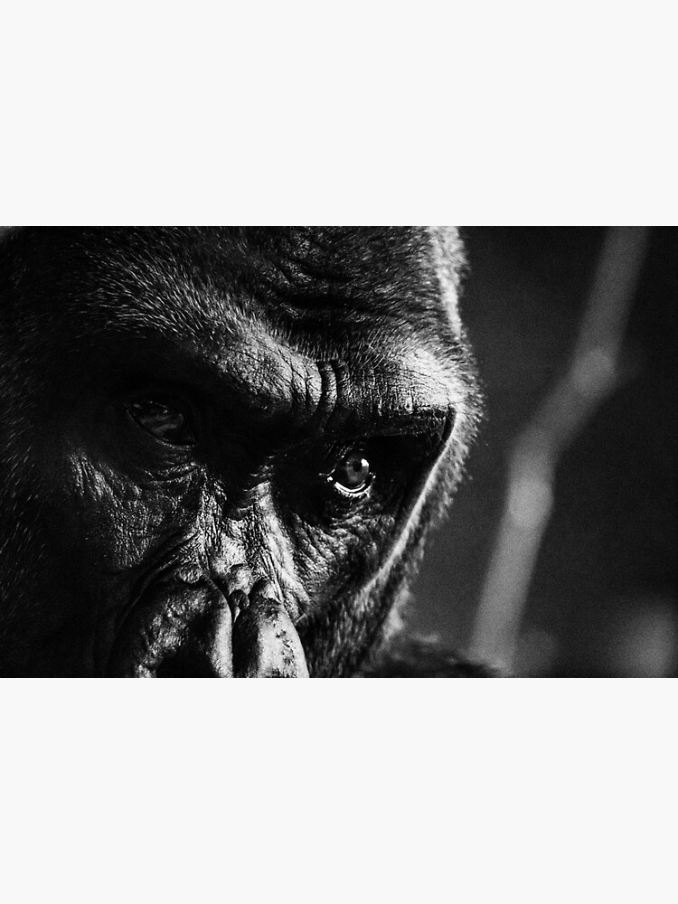 "Gorilla looking out of a window artwork " Sticker for Sale by pnywest ...