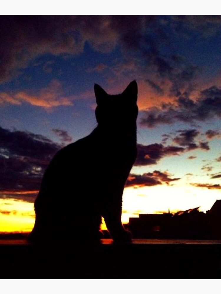 "Meditation Cat Watching Sunset" Sticker for Sale by tiedyeshirt ...